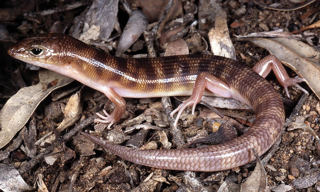 Skinks of the Perth Region | Western Australian Museum