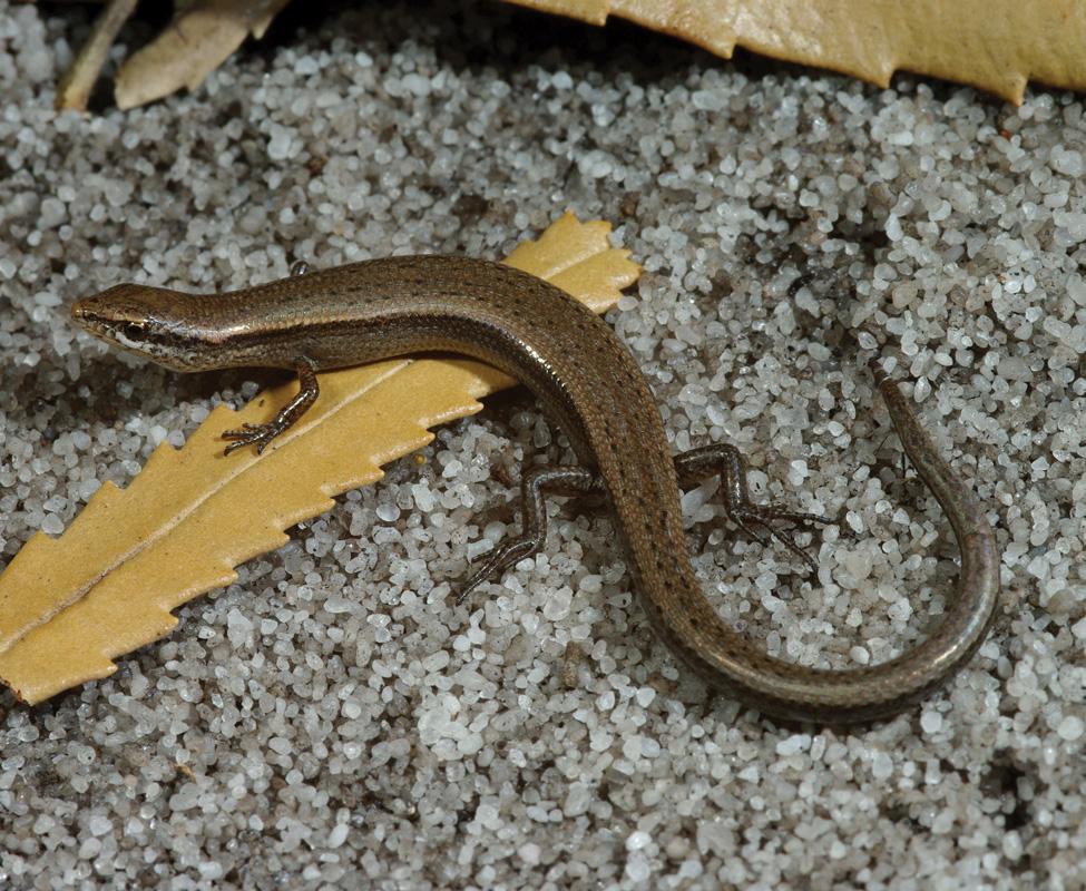 Skinks of the Perth Region | Western Australian Museum