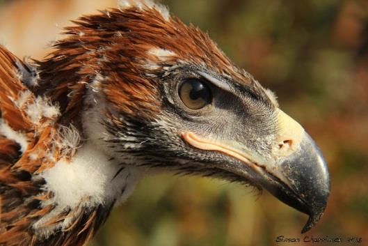 Wedge-tailed Eagle | Western Australian Museum