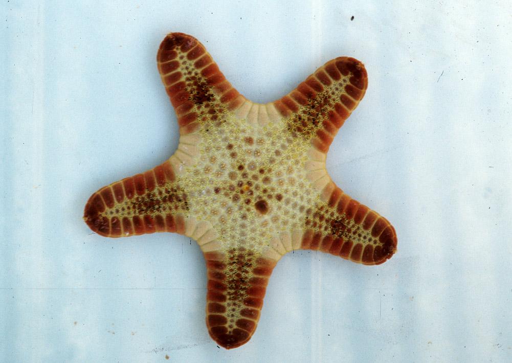 An introduction to Aquatic Zoology | Western Australian Museum