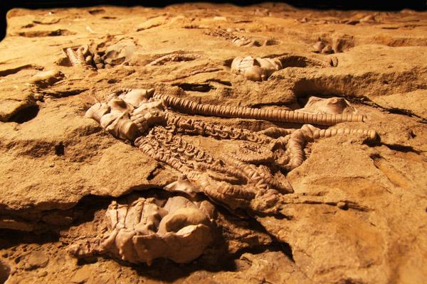 An introduction to fossils at the WA Museum | Western Australian Museum