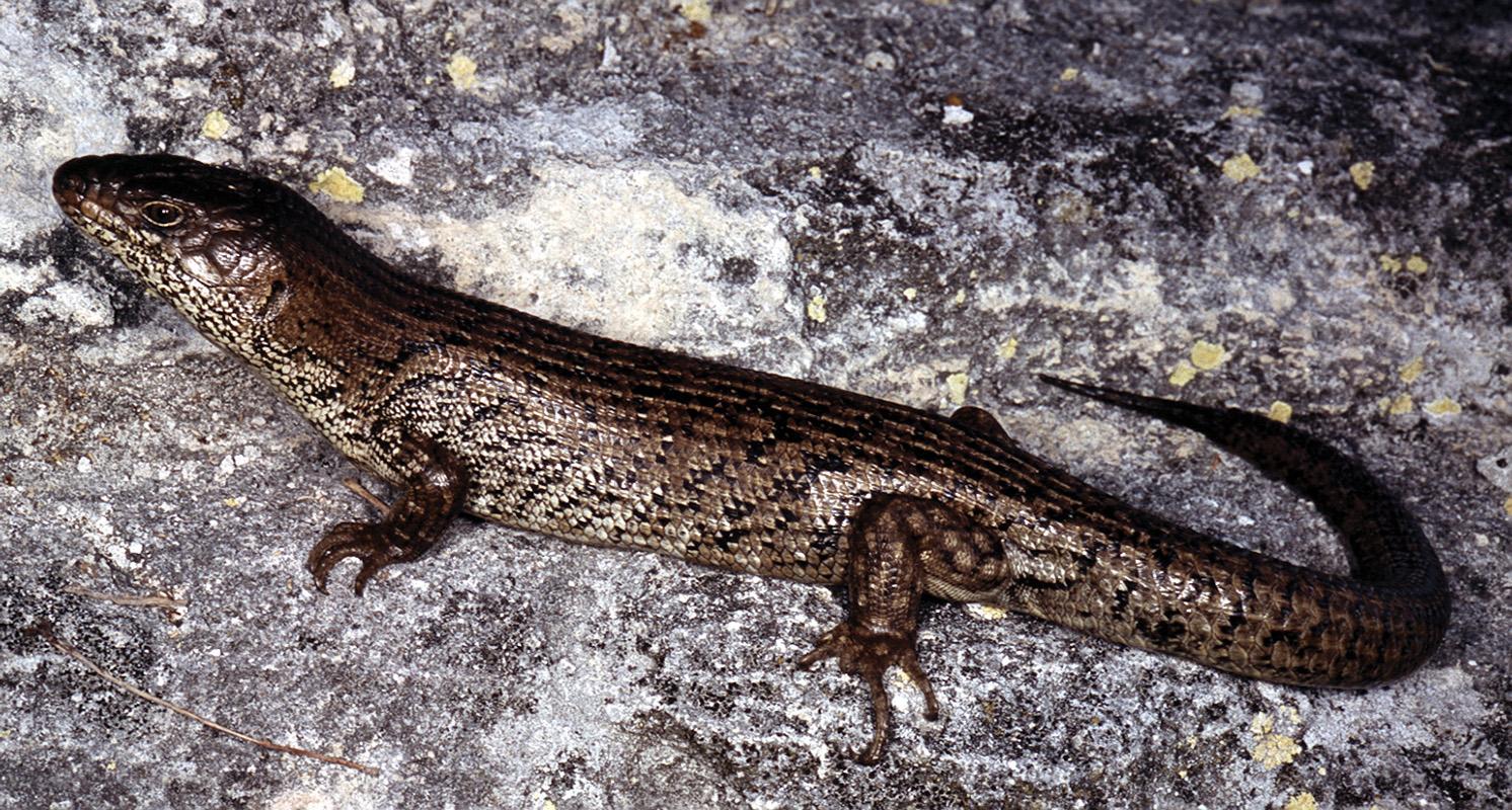 Skinks of the Perth Region | Western Australian Museum