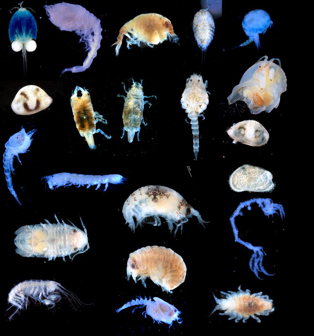 An introduction to Aquatic Zoology | Western Australian Museum