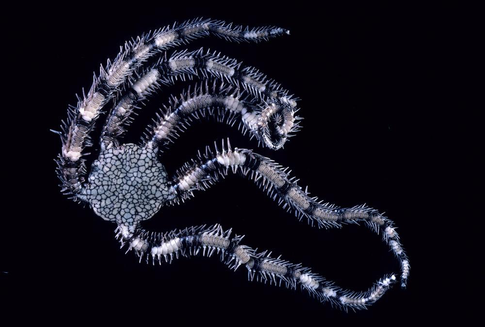 An introduction to Aquatic Zoology | Western Australian Museum