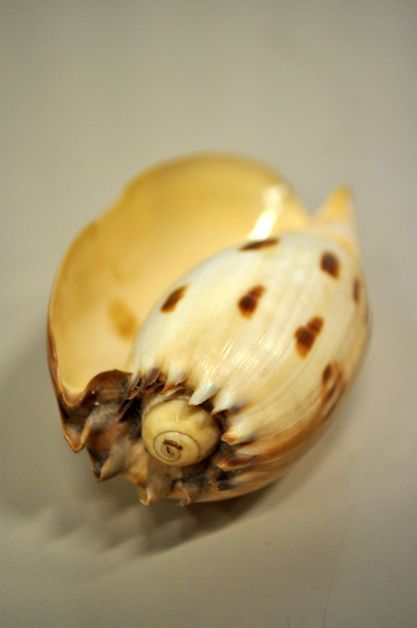 A behind-the-scenes look at our volute collection | Western Australian ...