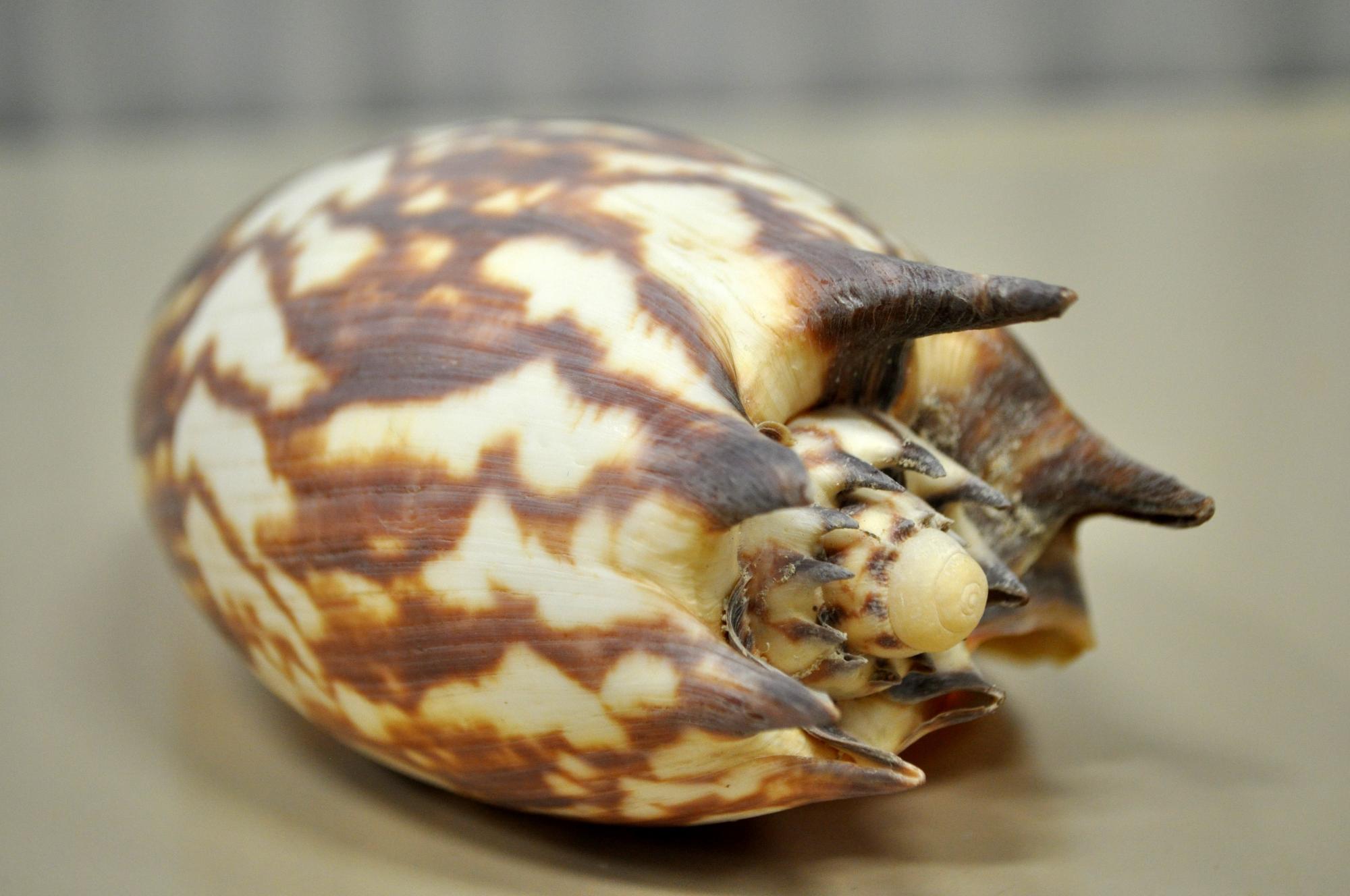 A behind-the-scenes look at our volute collection | Western Australian ...