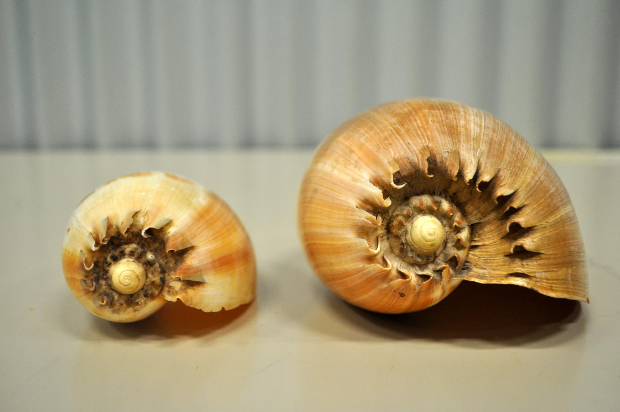 A behind-the-scenes look at our volute collection | Western Australian ...