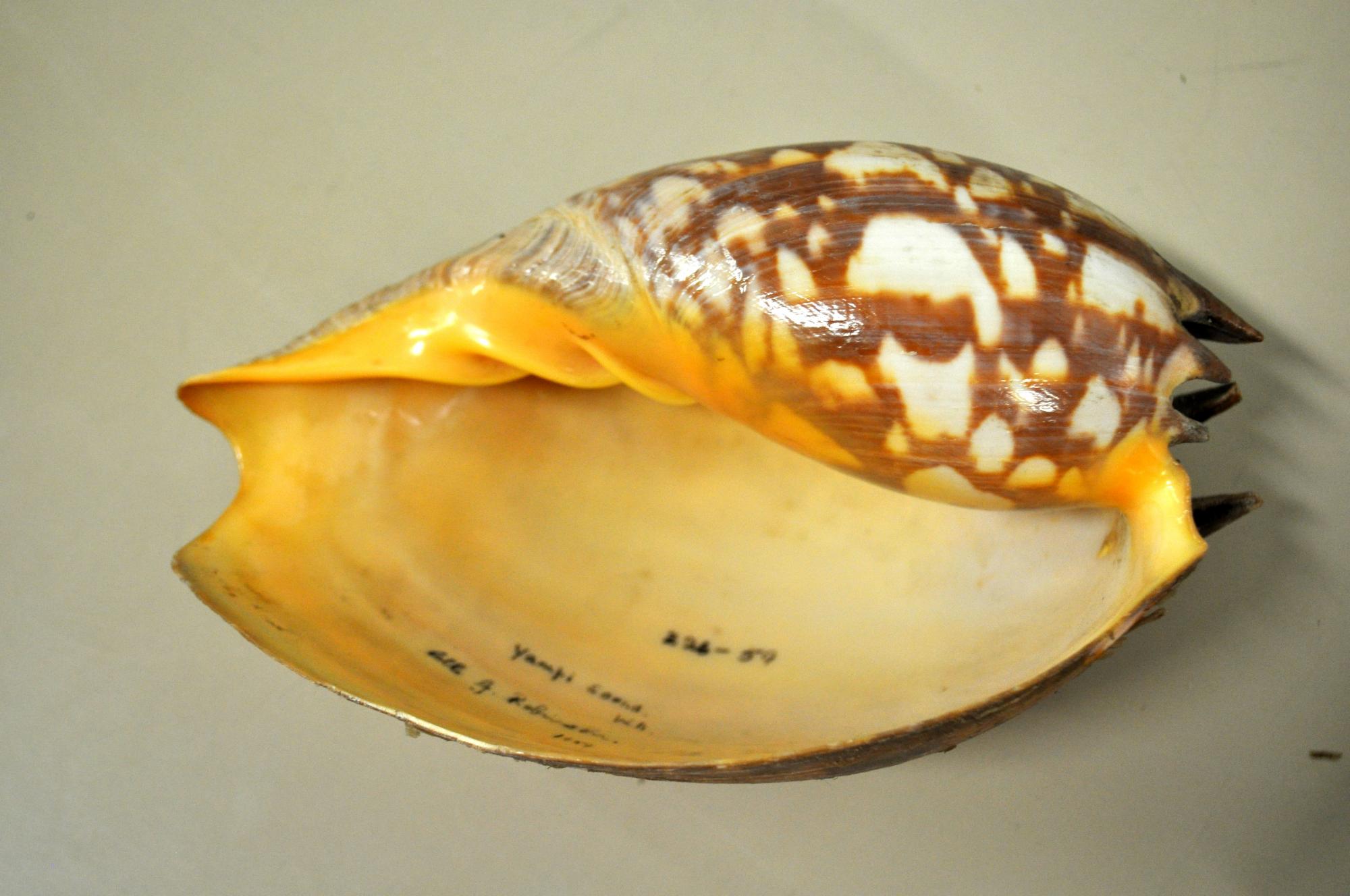 A behind-the-scenes look at our volute collection | Western Australian ...