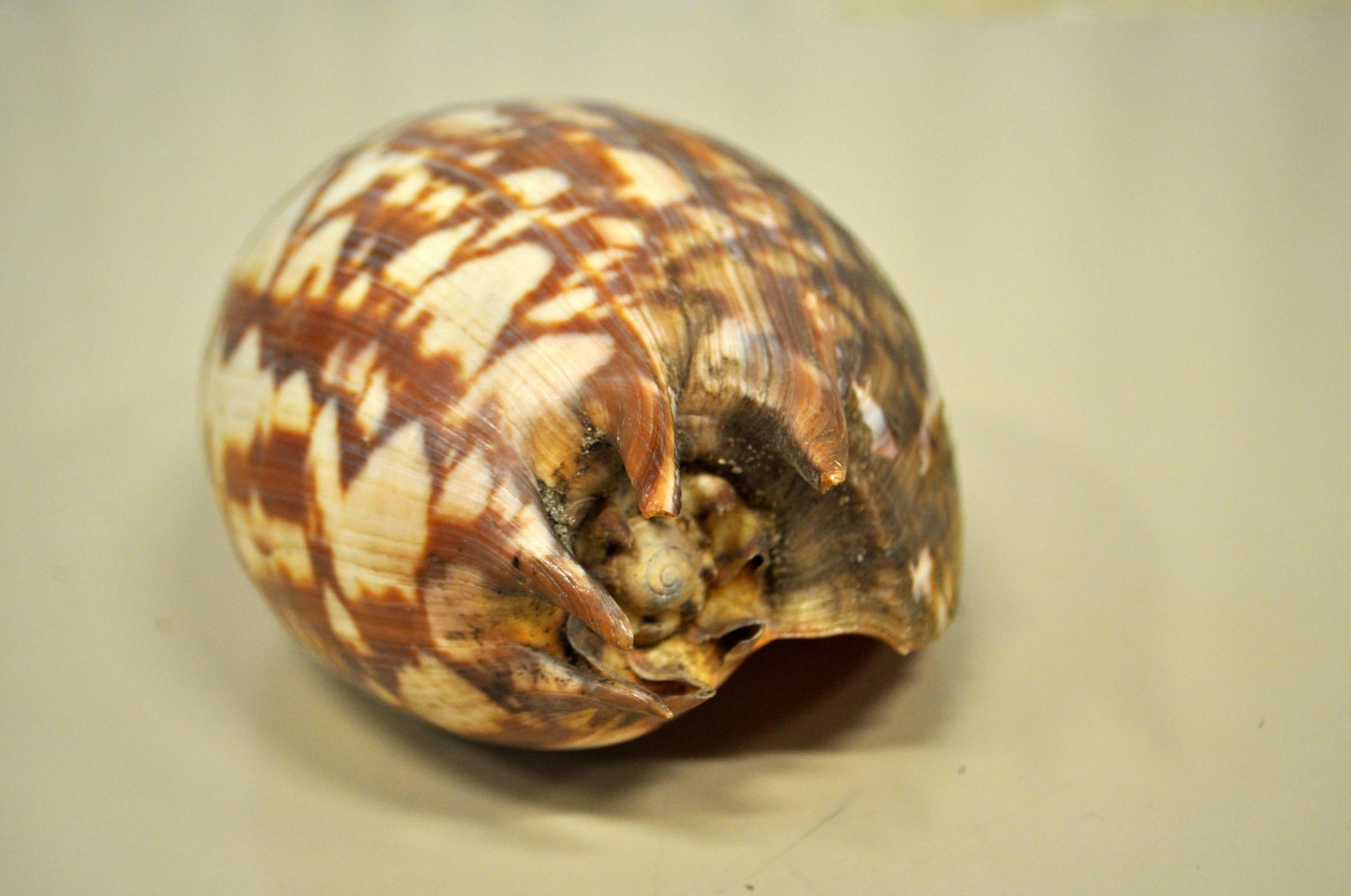 A behind-the-scenes look at our volute collection | Western Australian ...