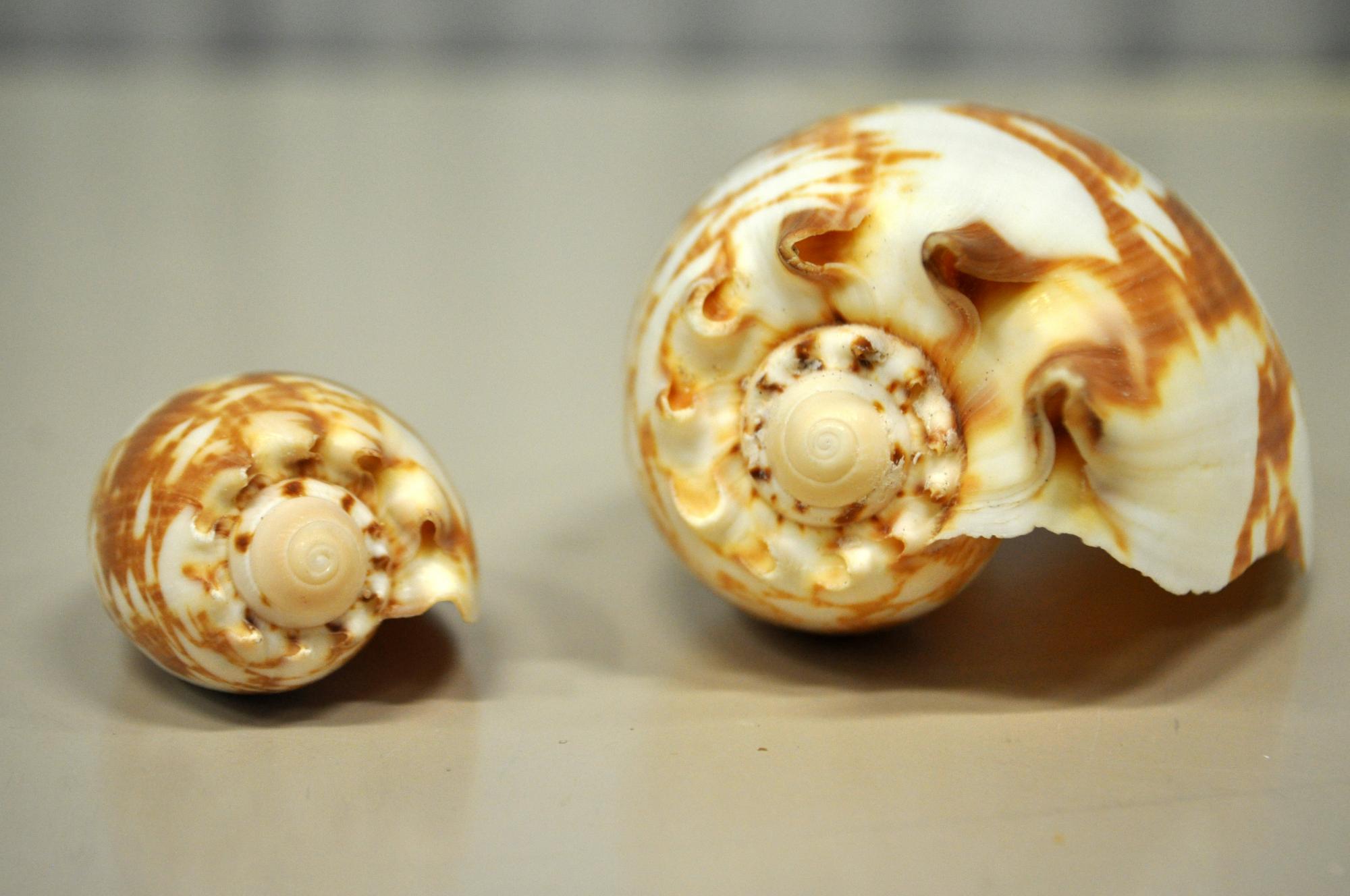 A behind-the-scenes look at our volute collection | Western Australian ...