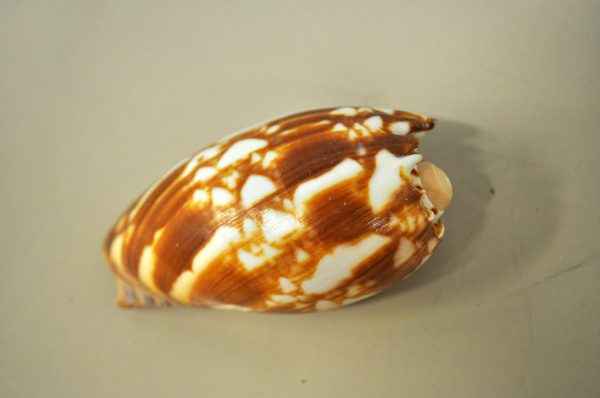 A behind-the-scenes look at our volute collection | Western Australian ...