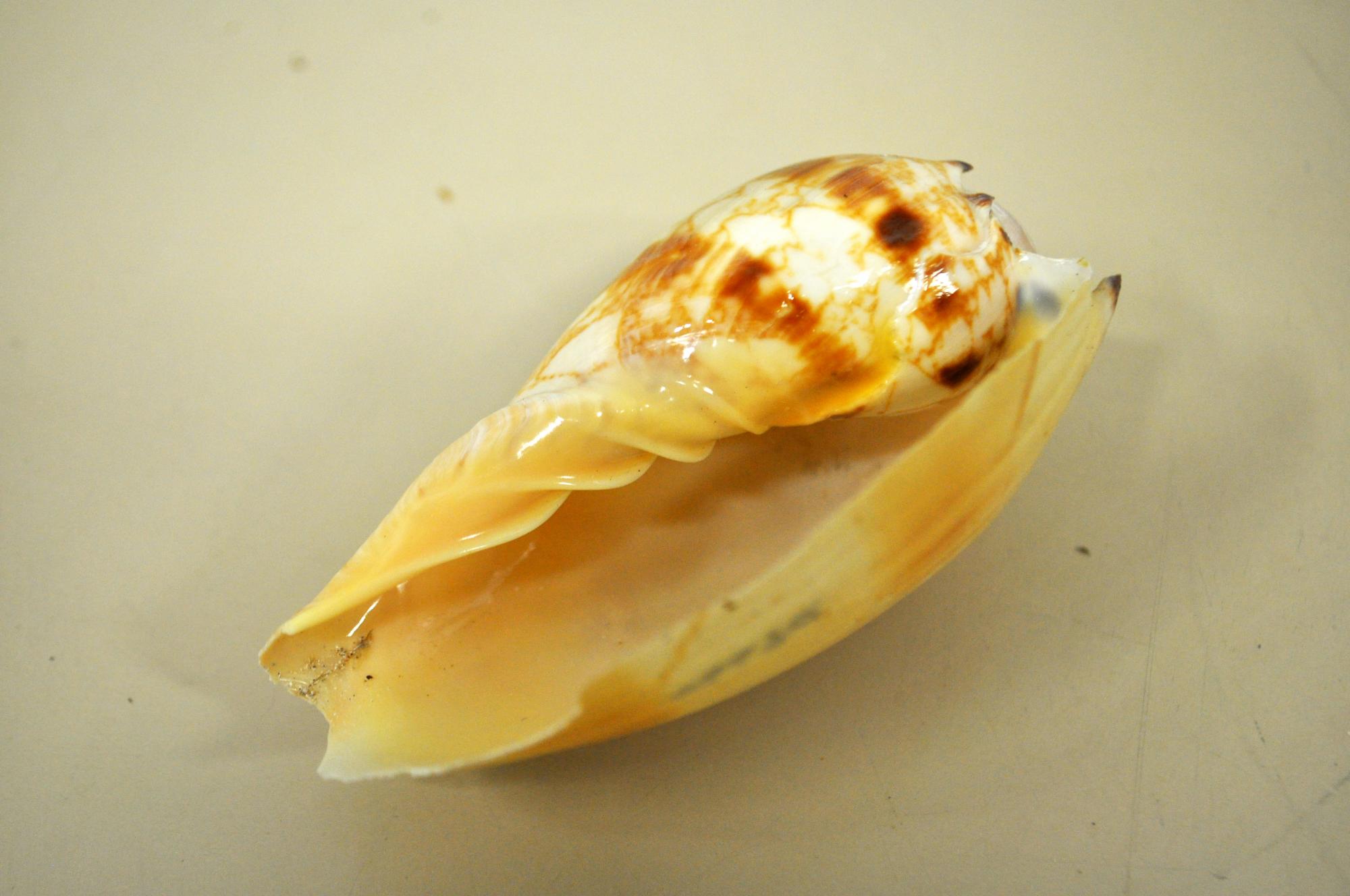 A behind-the-scenes look at our volute collection | Western Australian ...