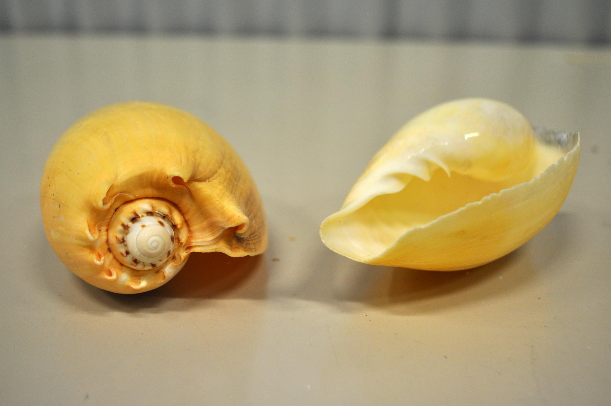 A behind-the-scenes look at our volute collection | Western Australian ...