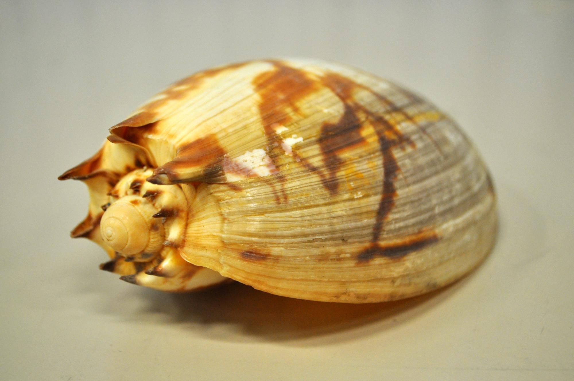 A behind-the-scenes look at our volute collection | Western Australian ...