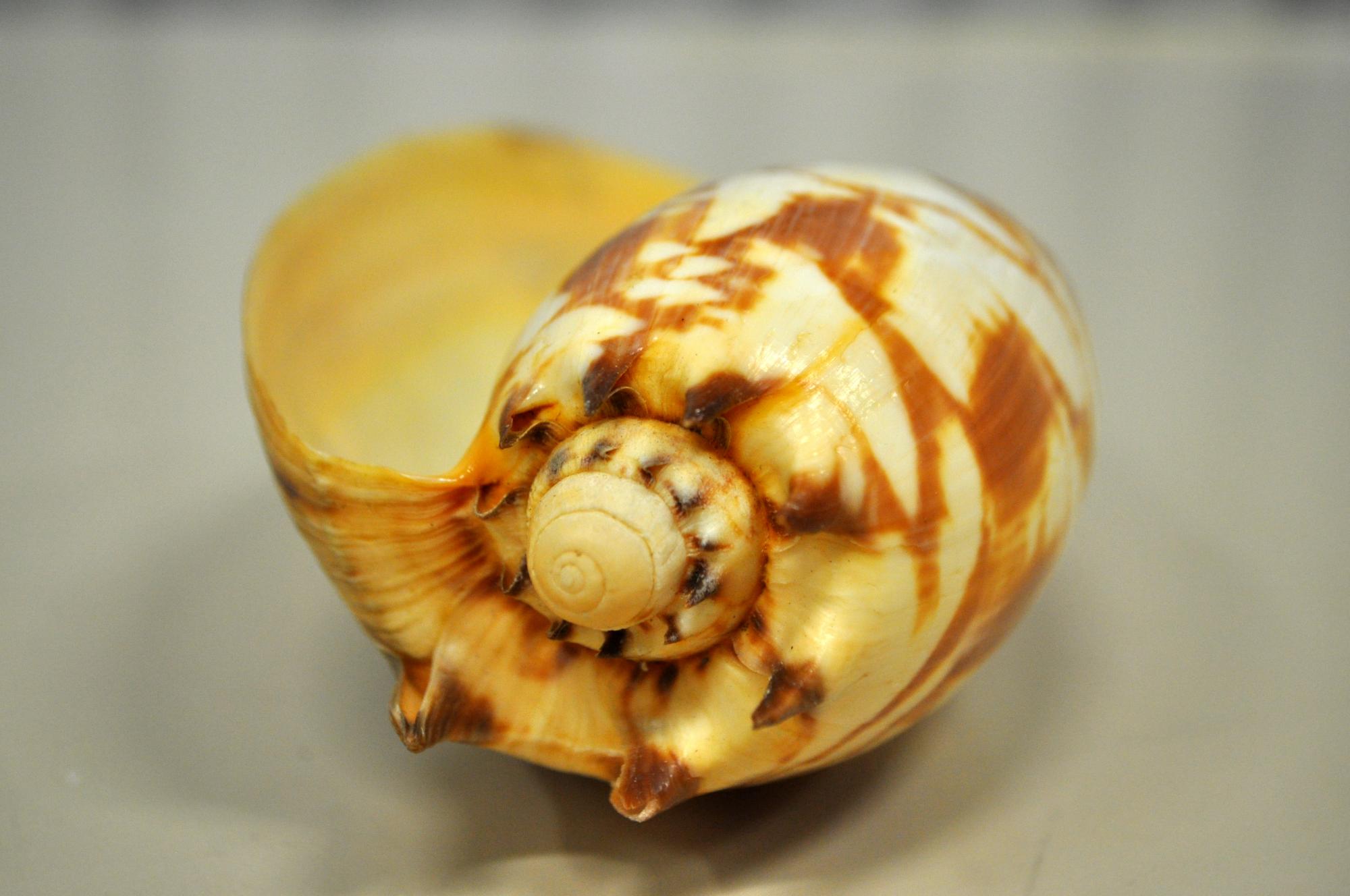 A behind-the-scenes look at our volute collection | Western Australian ...