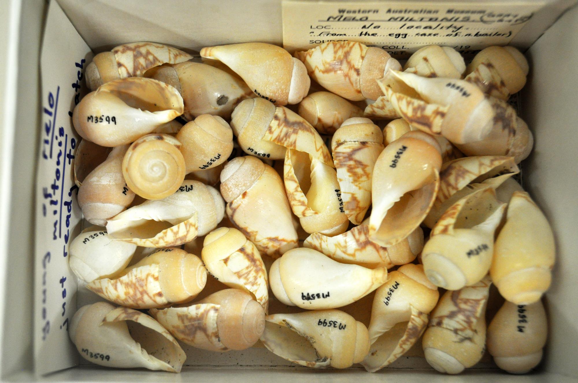 A behind-the-scenes look at our volute collection | Western Australian ...