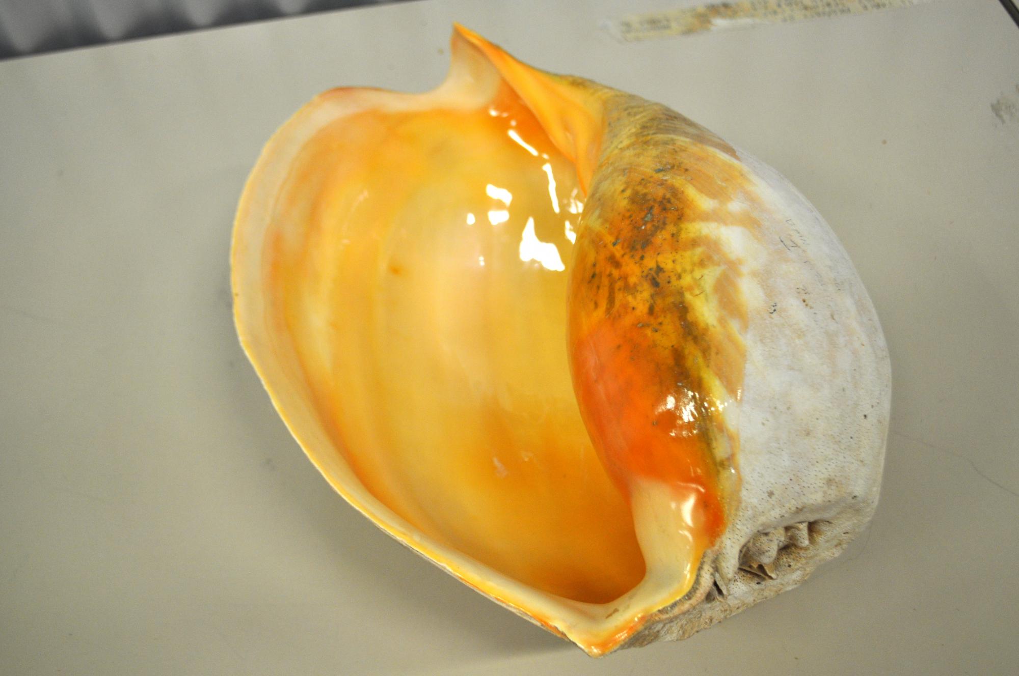 A behind-the-scenes look at our volute collection | Western Australian ...