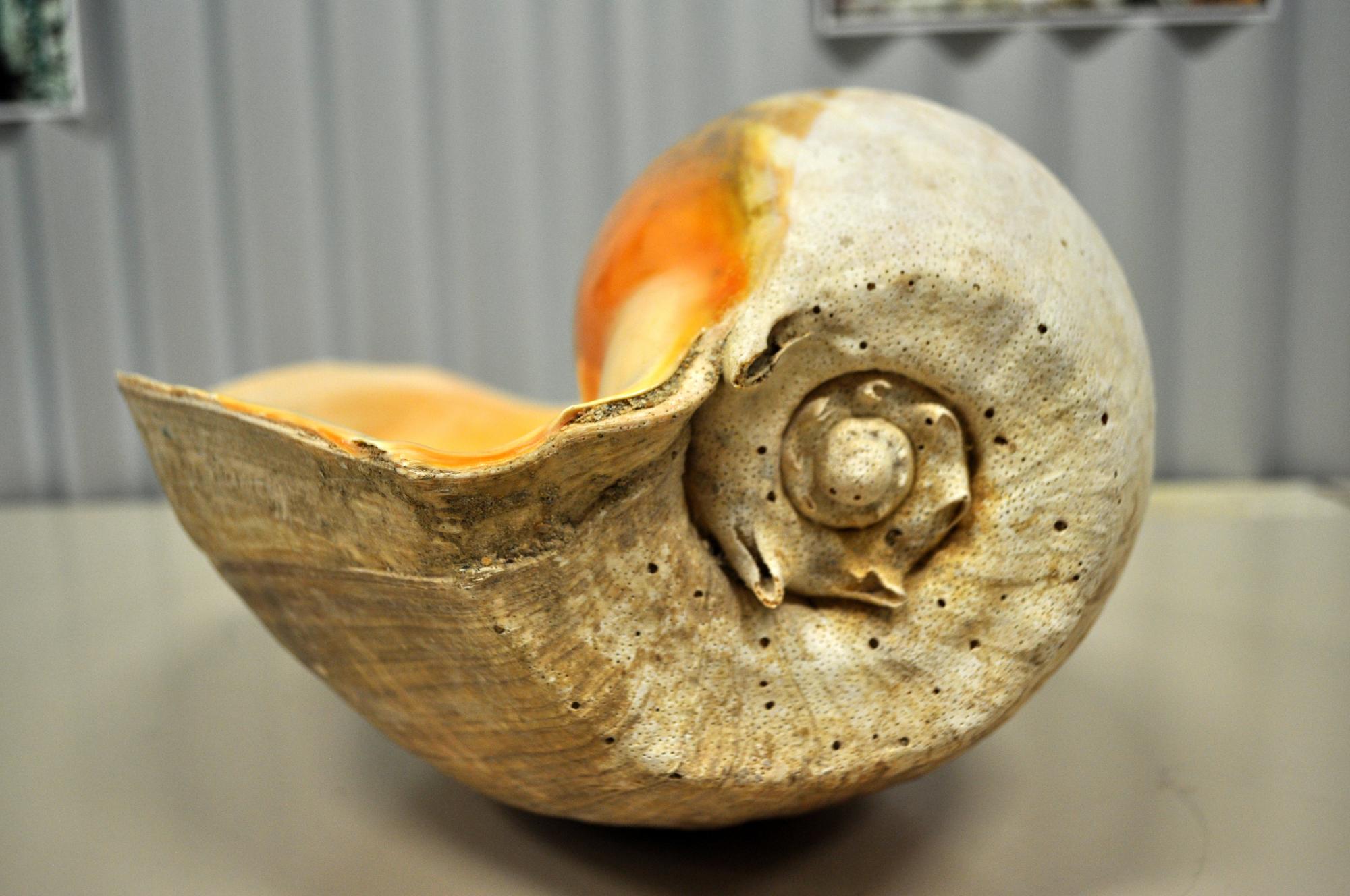 A behind-the-scenes look at our volute collection | Western Australian ...