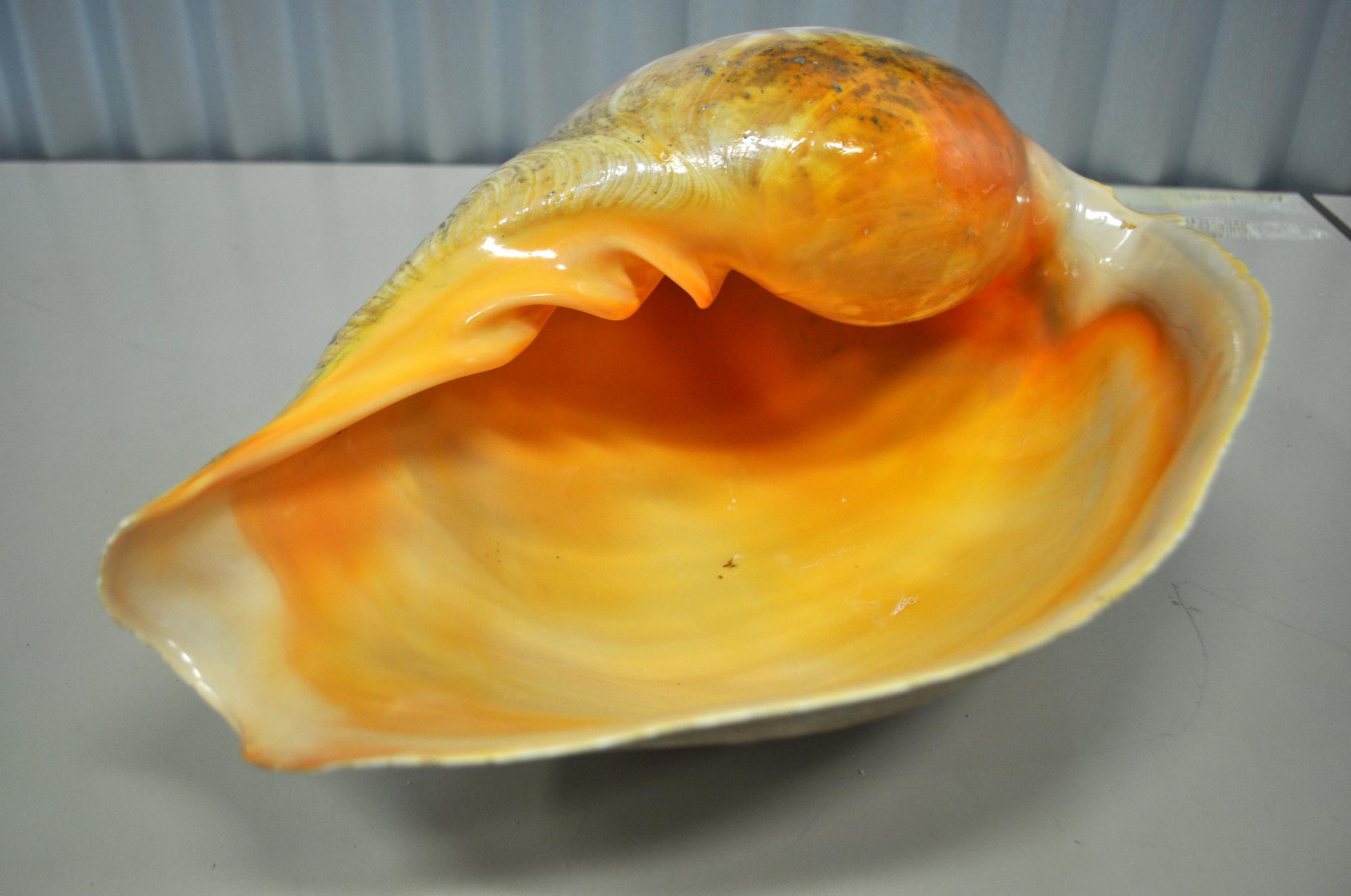 A behind-the-scenes look at our volute collection | Western Australian ...