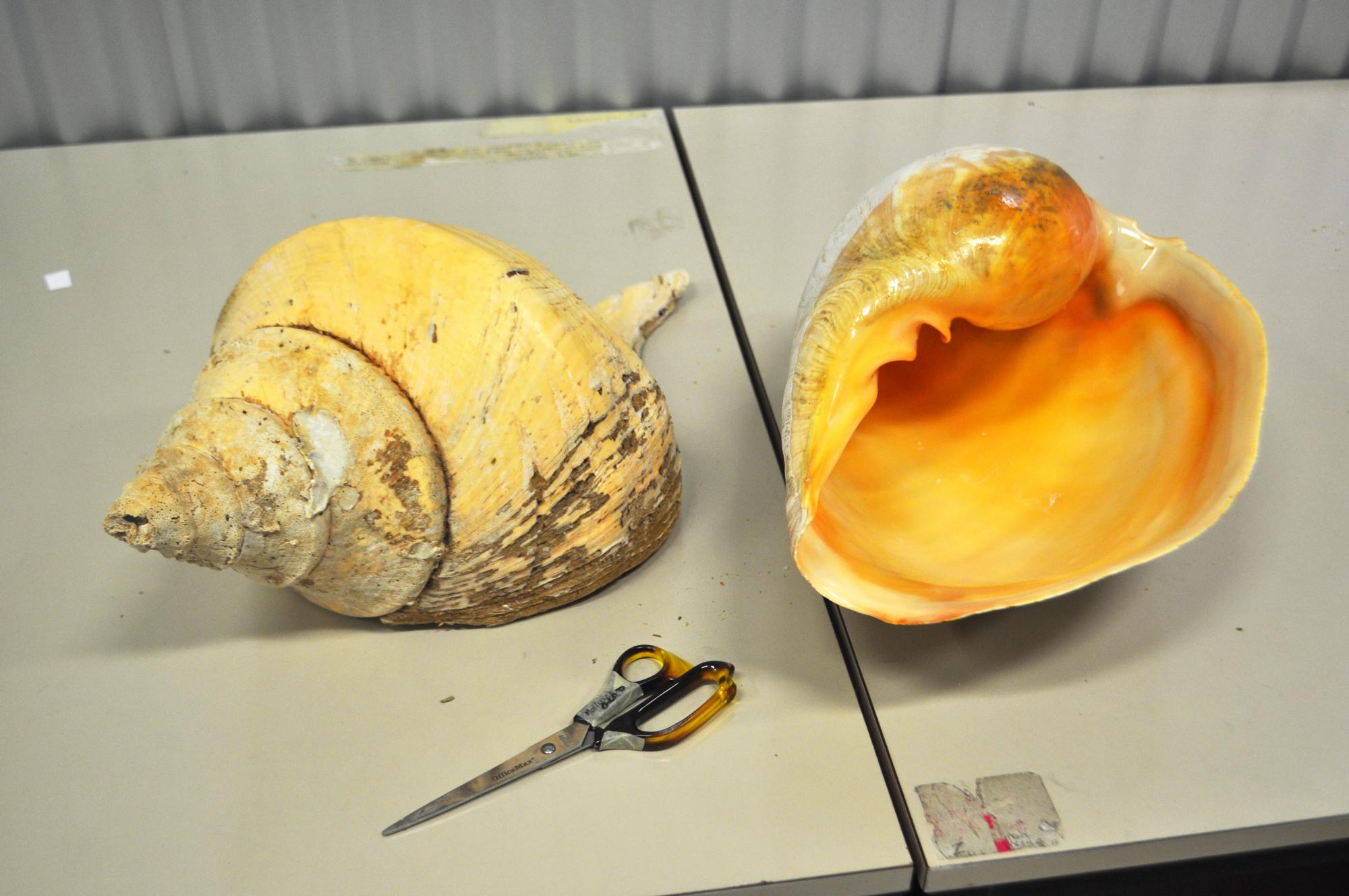 A behind-the-scenes look at our volute collection | Western Australian ...