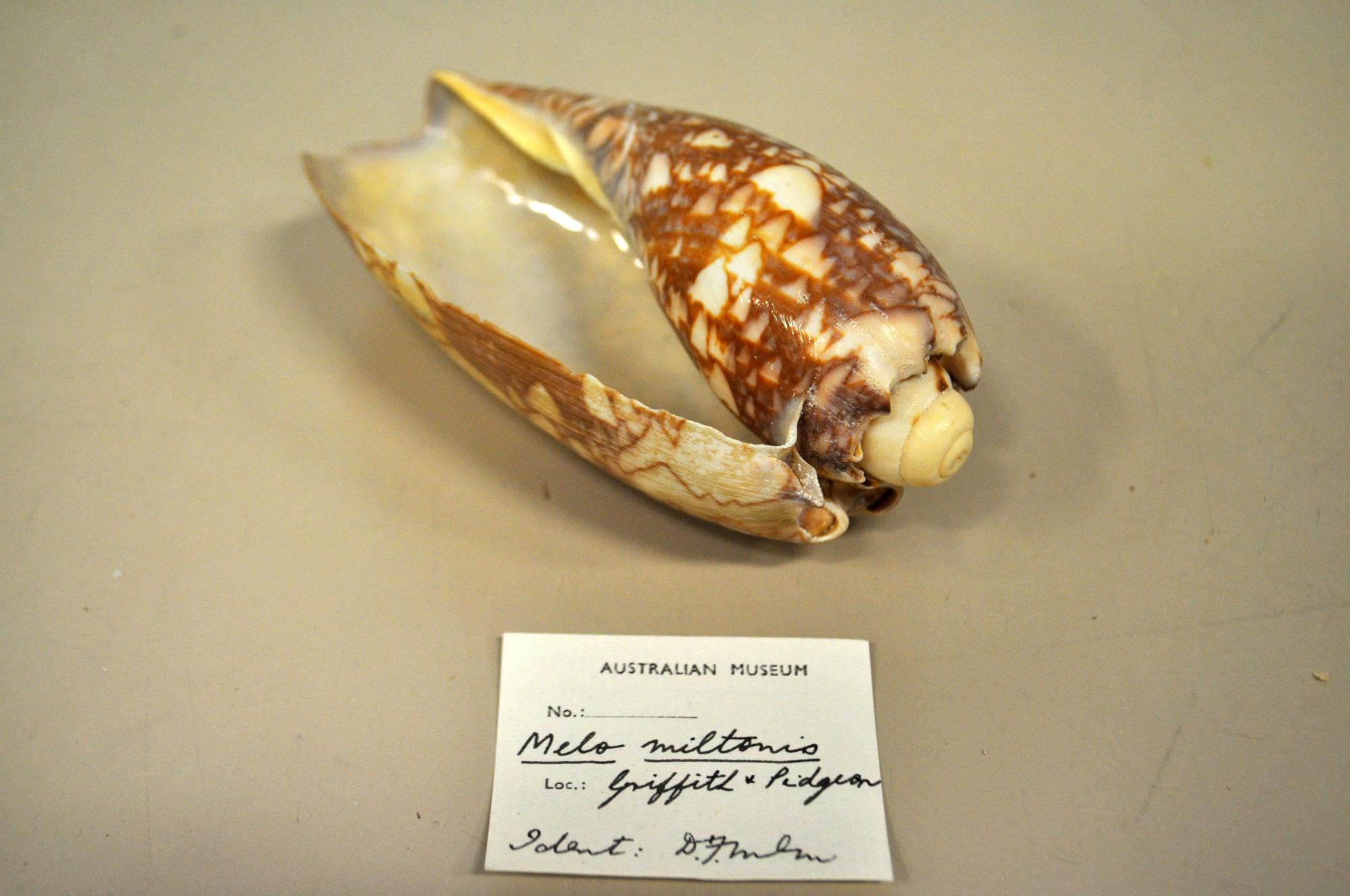 A behind-the-scenes look at our volute collection | Western Australian ...