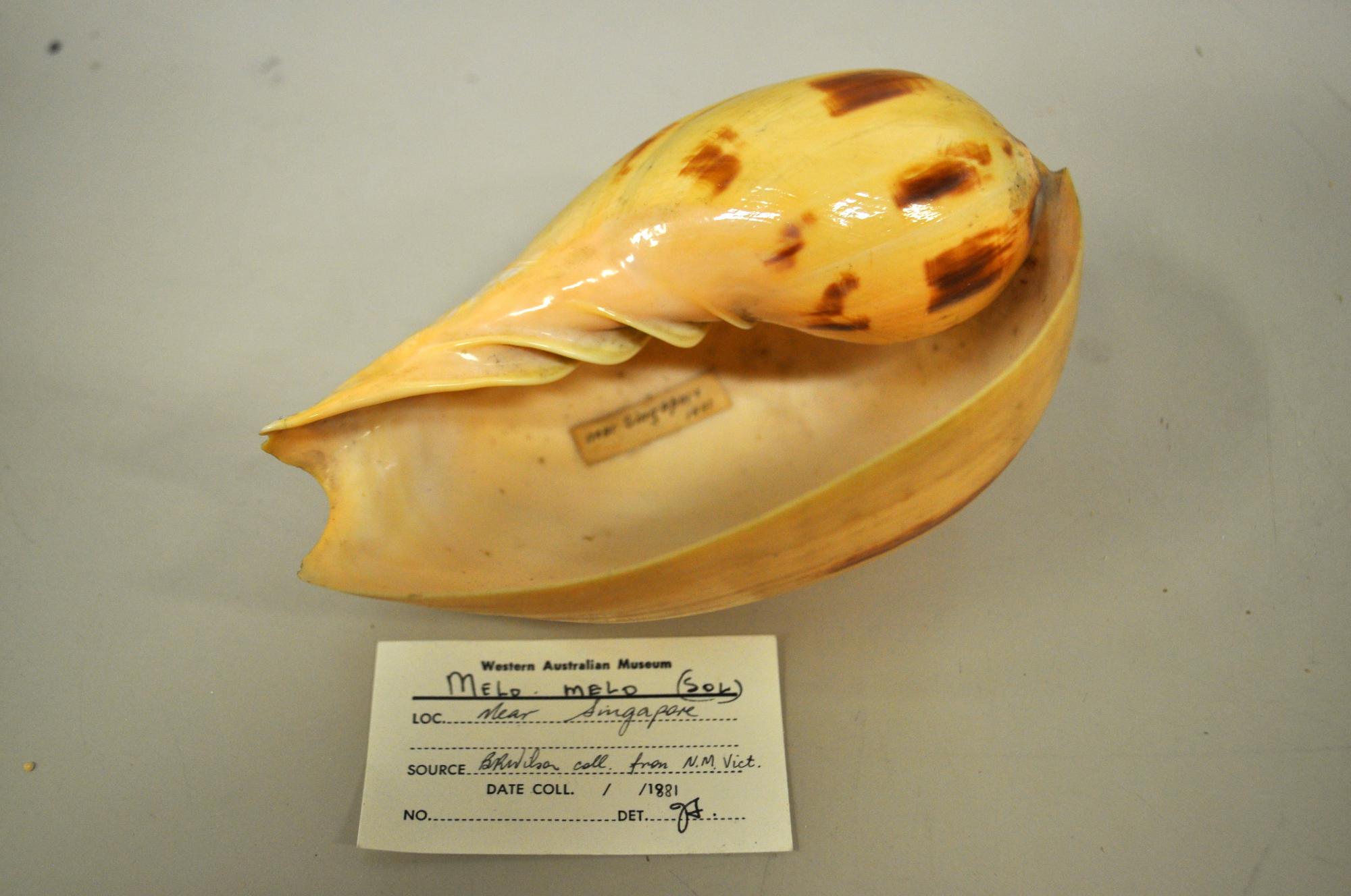 A behind-the-scenes look at our volute collection | Western Australian ...