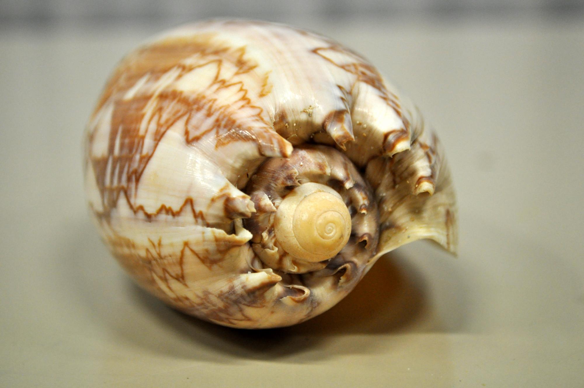 A behind-the-scenes look at our volute collection | Western Australian ...