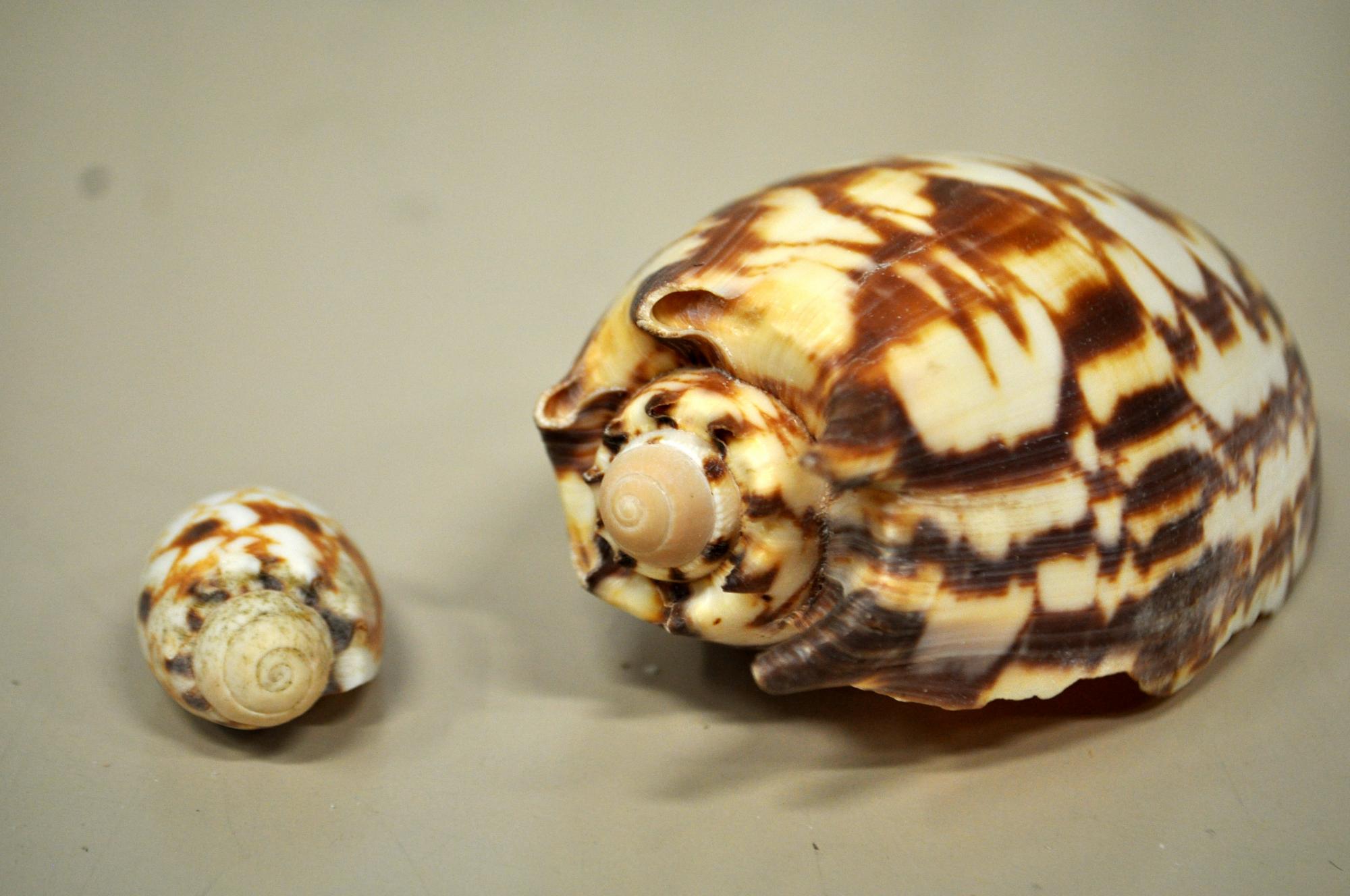 A behind-the-scenes look at our volute collection | Western Australian ...