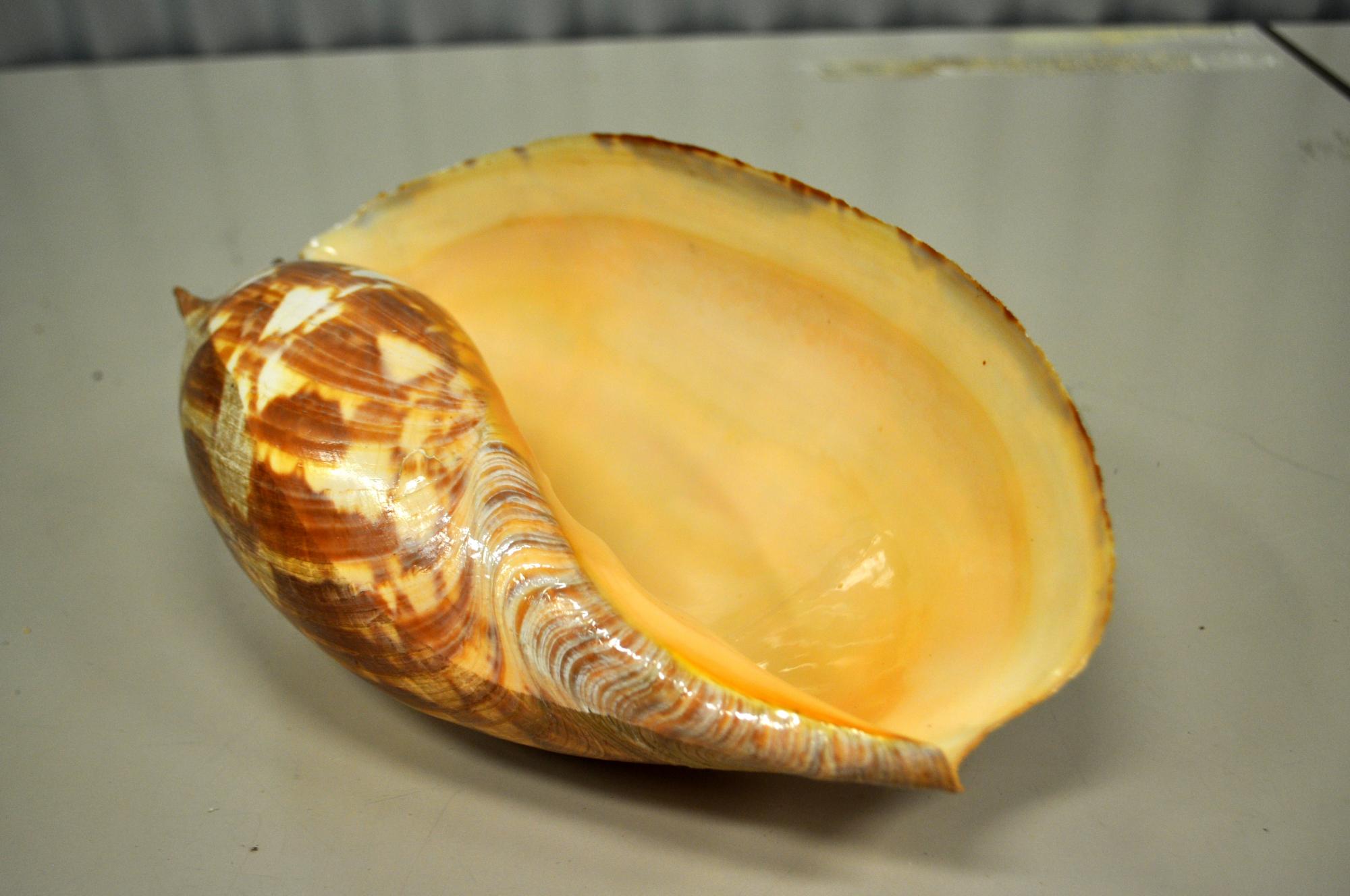 A behind-the-scenes look at our volute collection | Western Australian ...