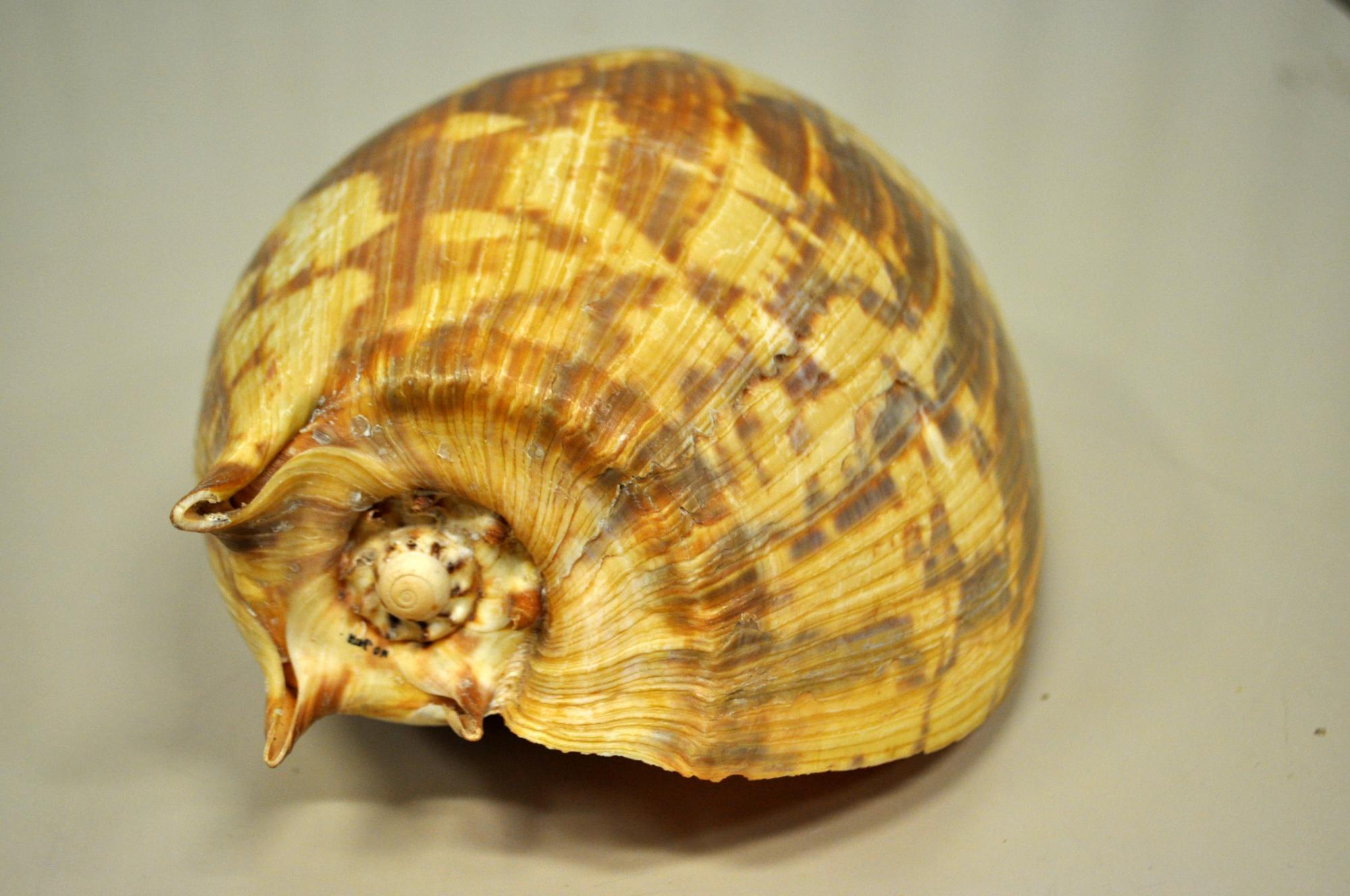 A behind-the-scenes look at our volute collection | Western Australian ...