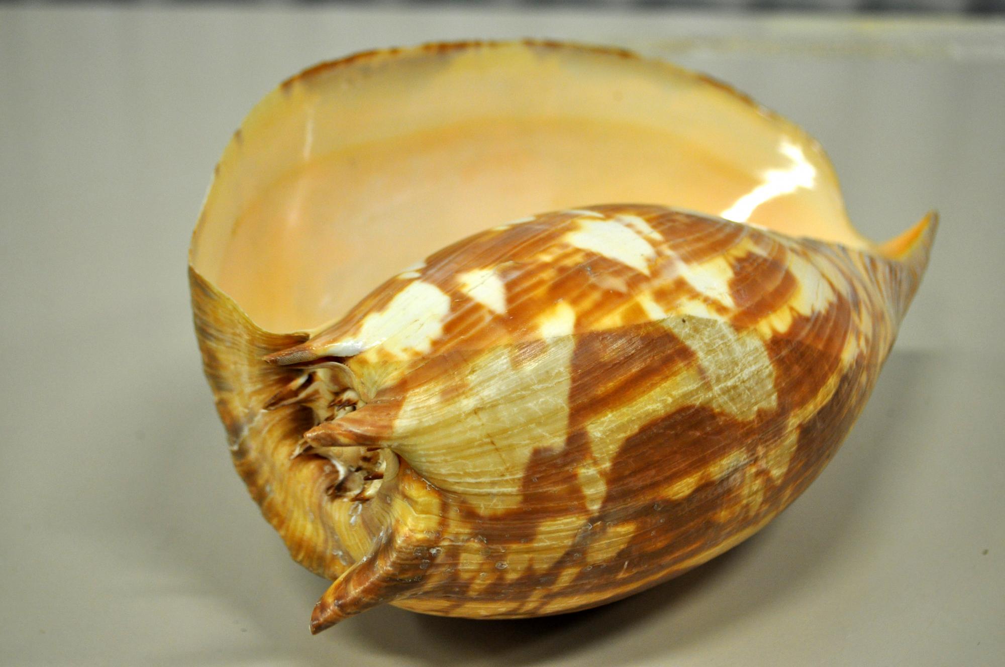 A behind-the-scenes look at our volute collection | Western Australian ...