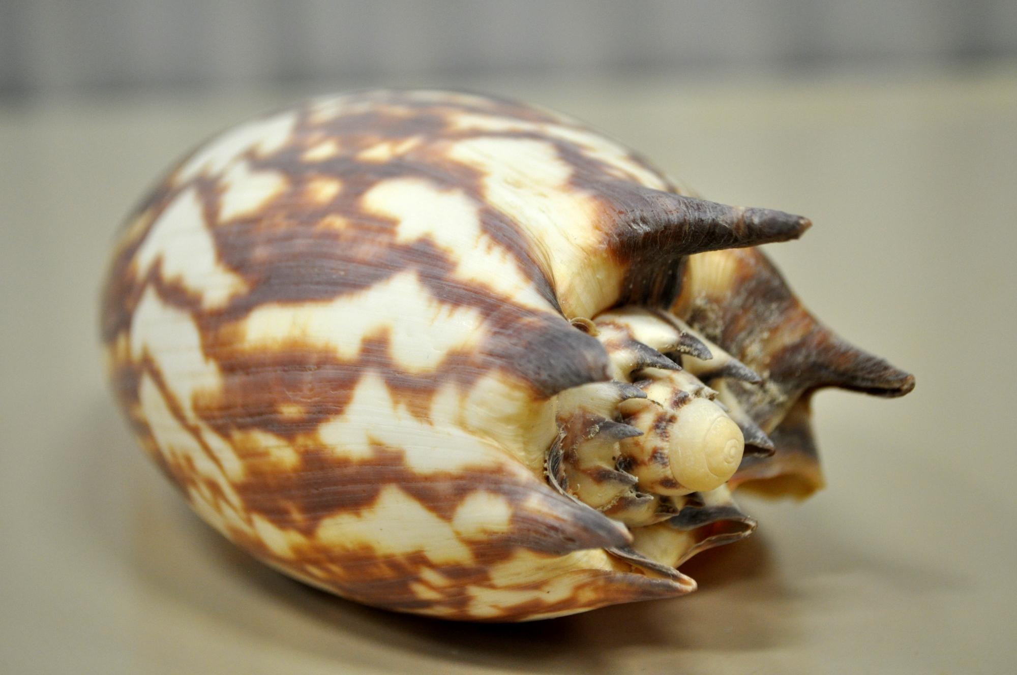 A behind-the-scenes look at our volute collection | Western Australian ...