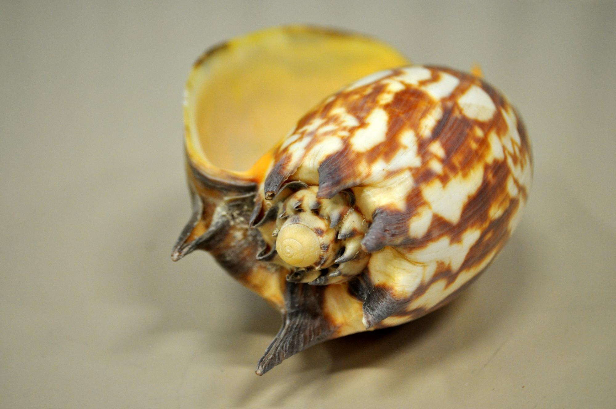 A behind-the-scenes look at our volute collection | Western Australian ...