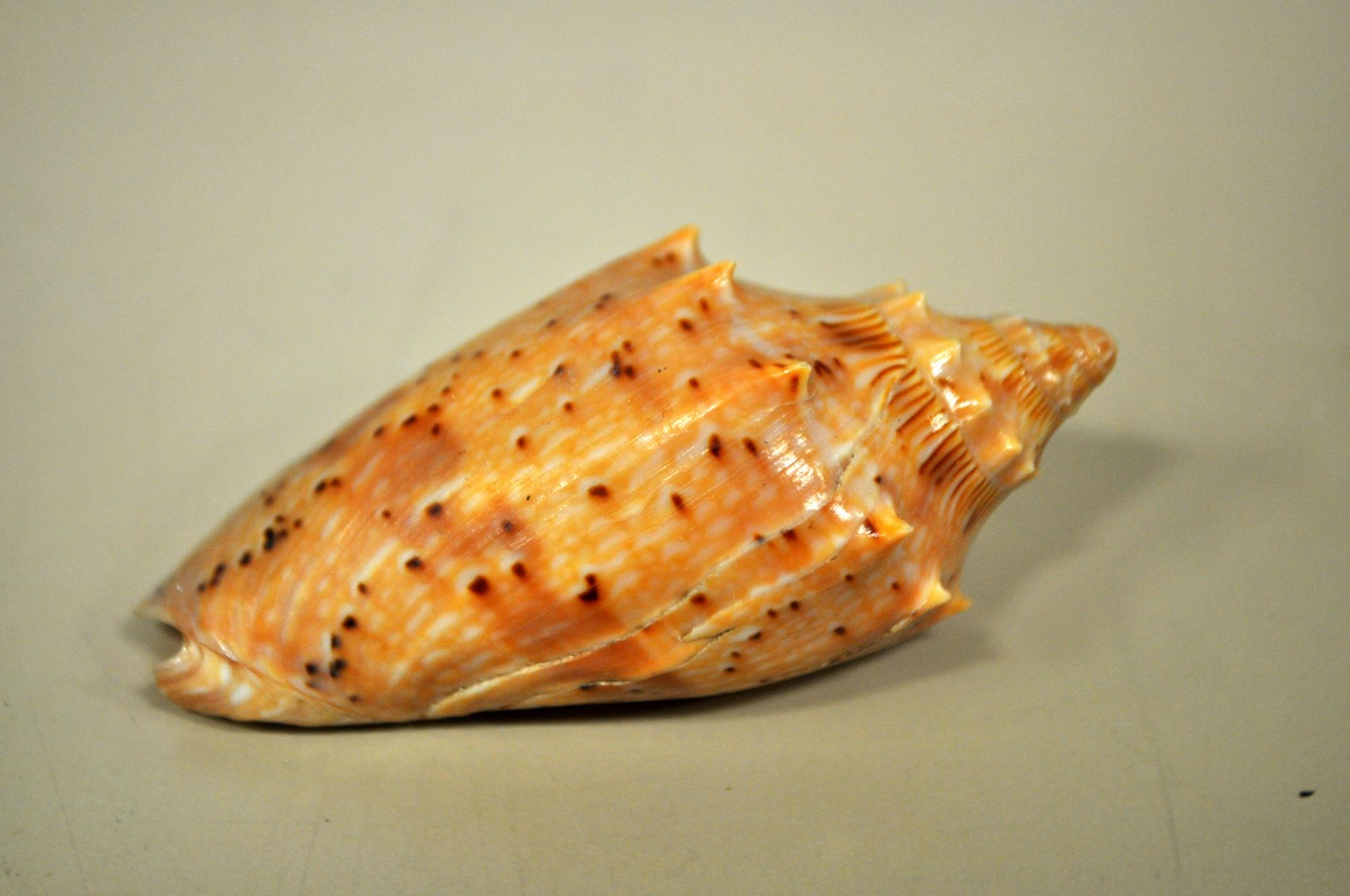 A behind-the-scenes look at our volute collection | Western Australian ...