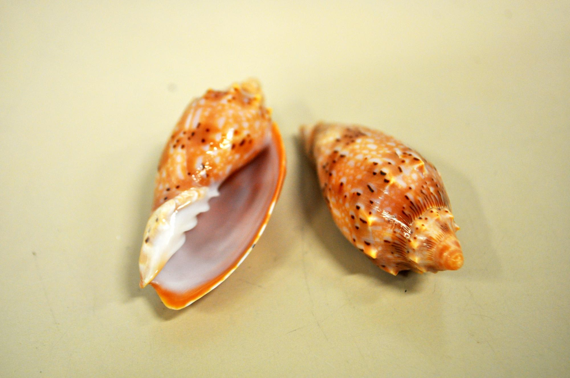 A behind-the-scenes look at our volute collection | Western Australian ...