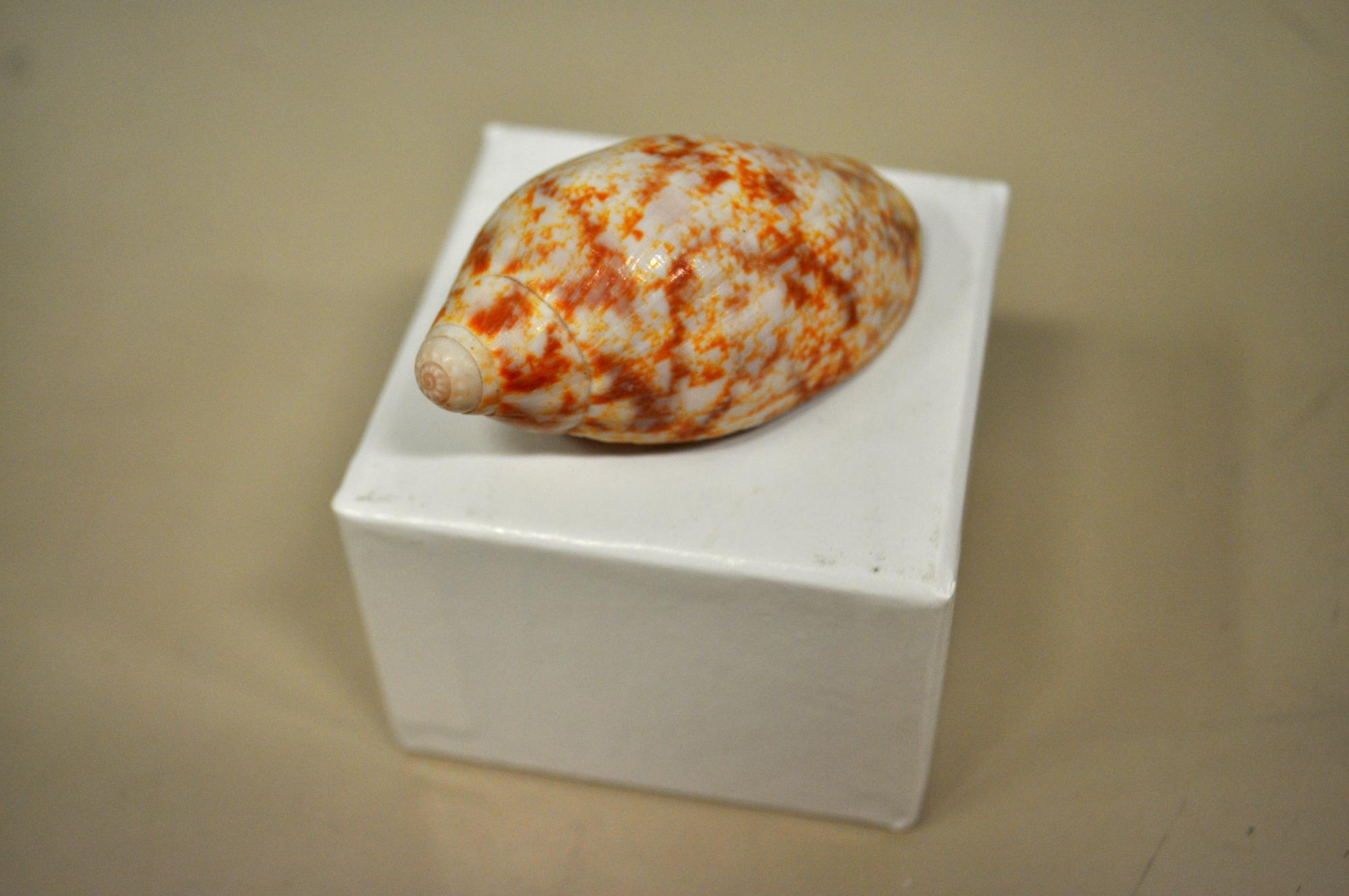 A behind-the-scenes look at our volute collection | Western Australian ...