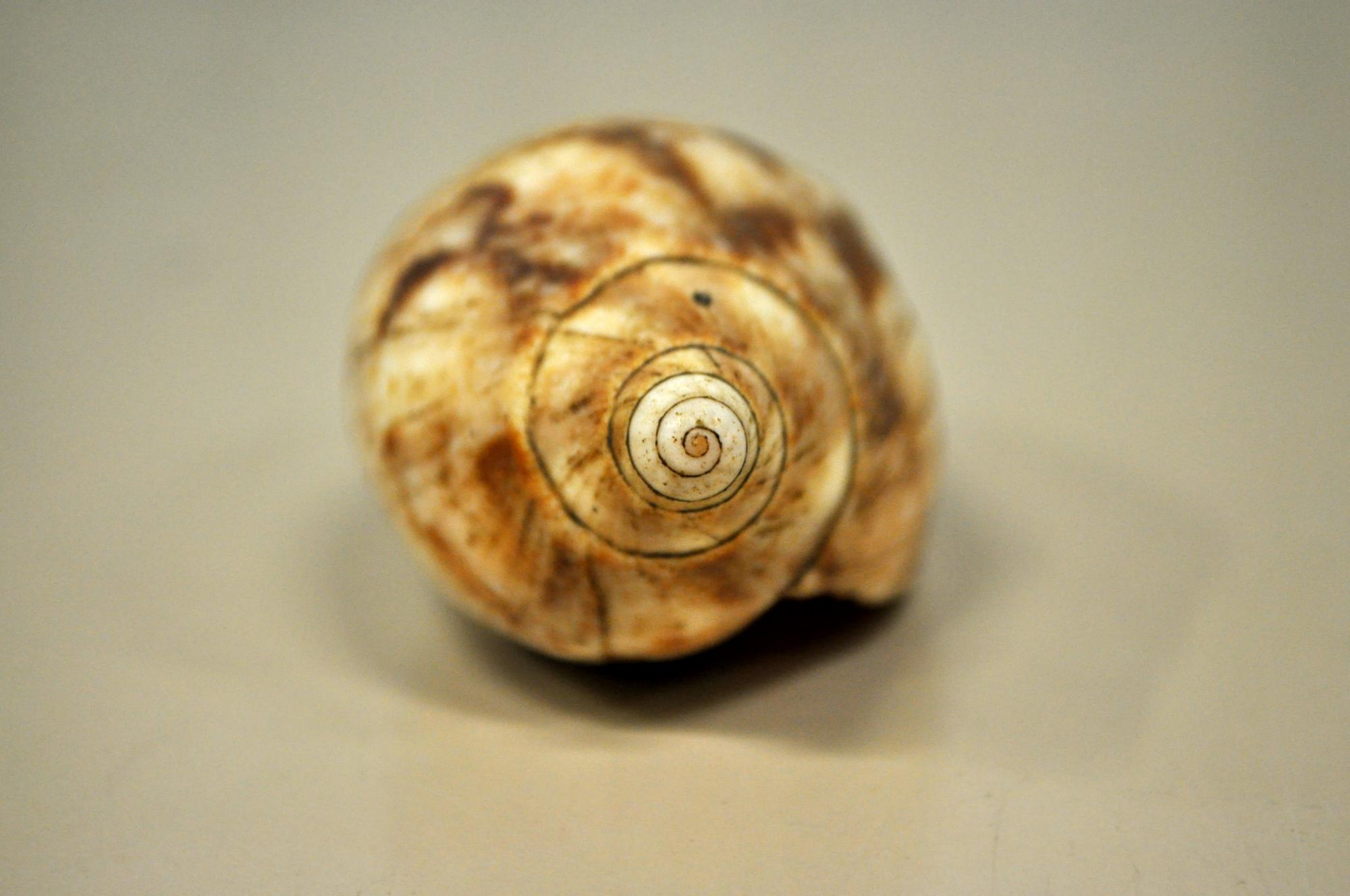 A behind-the-scenes look at our volute collection | Western Australian ...