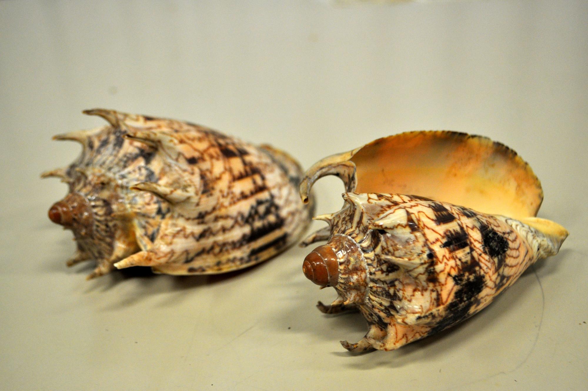 A behind-the-scenes look at our volute collection | Western Australian ...