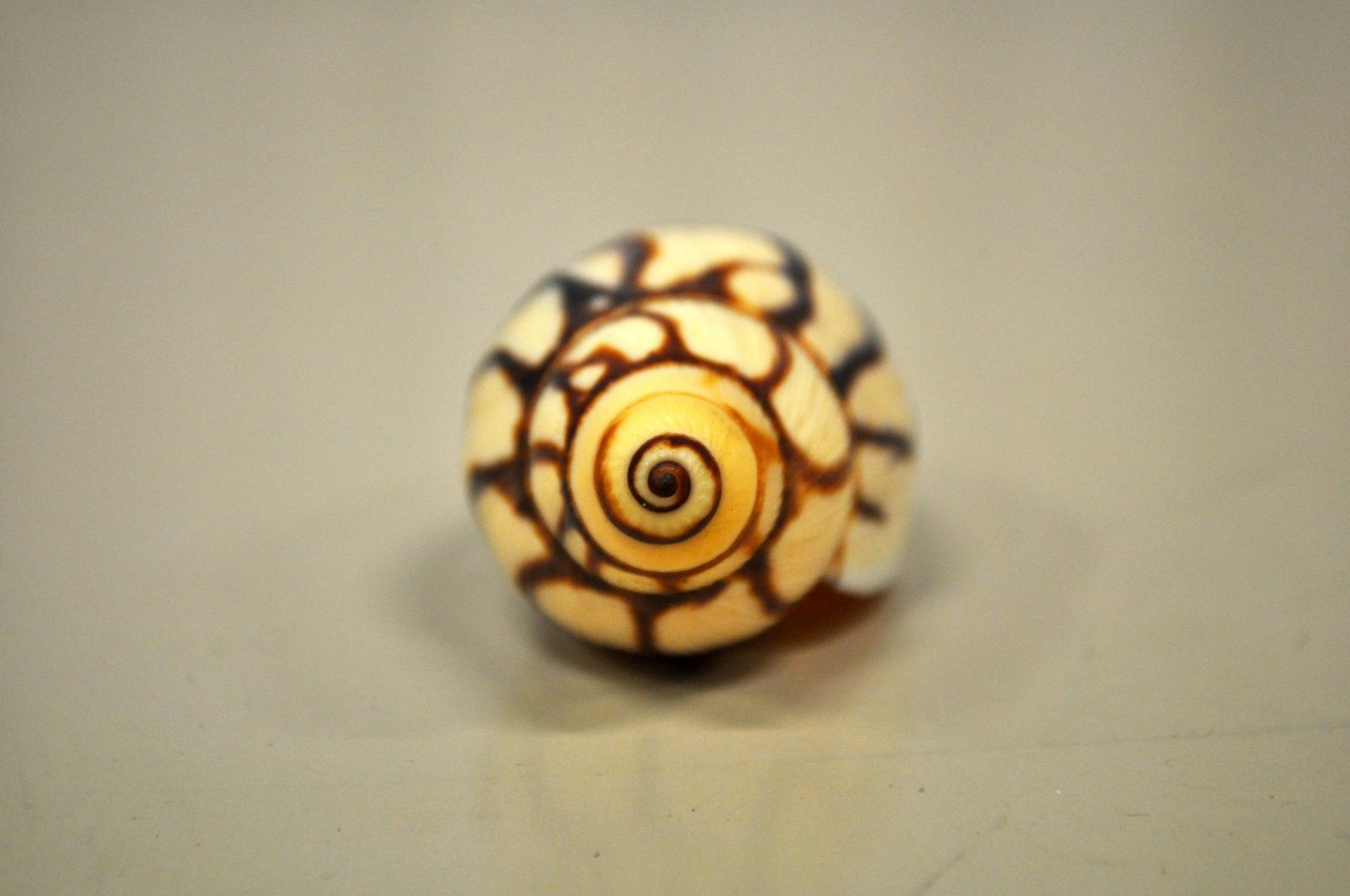 A behind-the-scenes look at our volute collection | Western Australian ...