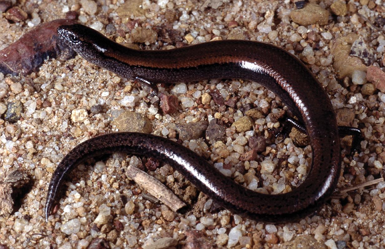 Skinks of the Perth Region | Western Australian Museum