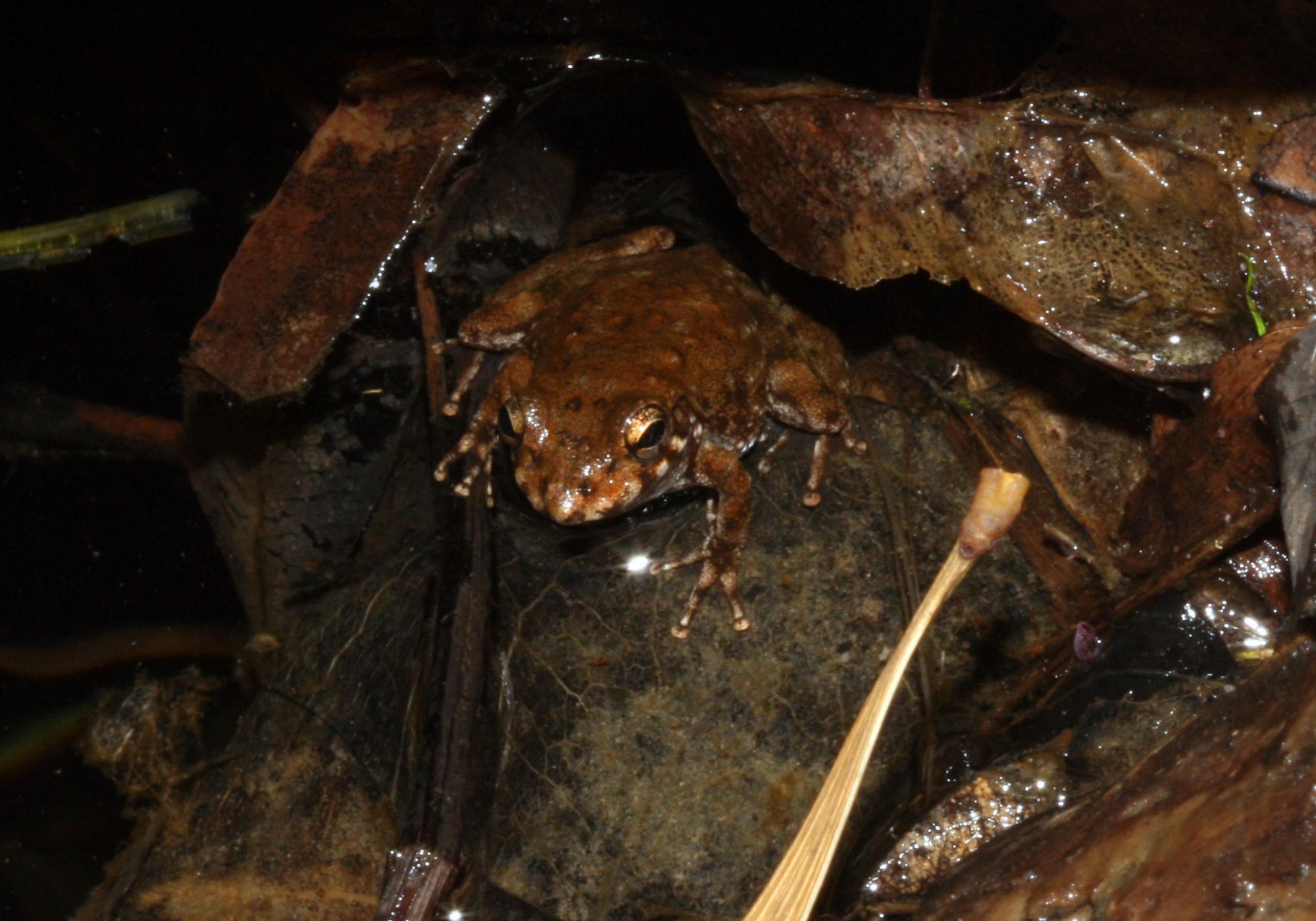 Kimberley Rockhole Frog | Western Australian Museum