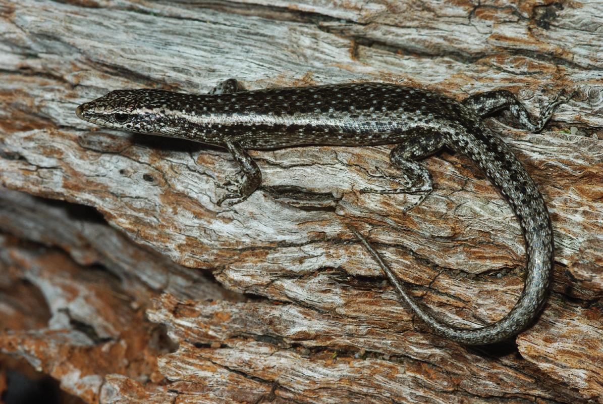 Skinks of the Perth Region | Western Australian Museum