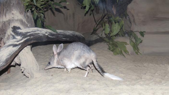 Easter Bilby Ambassadors | Western Australian Museum