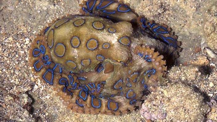 WA Day at the Fremantle Esplanade | Western Australian Museum