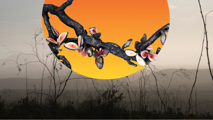 Refugium | Western Australian Museum