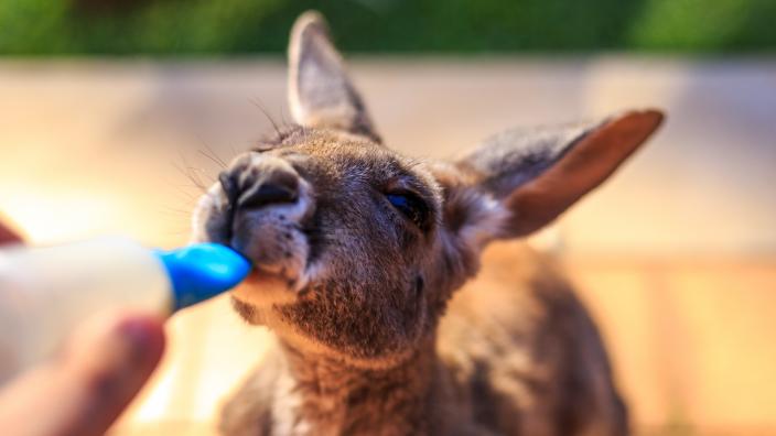Rescue, Rehabilitate and Release with Goldfields Native Animal Care ...