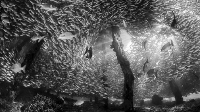 Captivating images of the natural world on show at the Museum of the ...