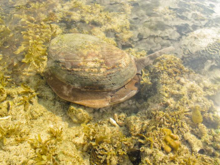 Scientific investigations on Baler shells | Western Australian Museum