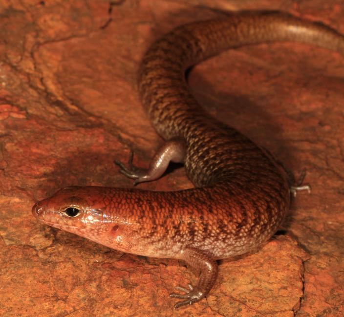 Fresh lizard species out of Western Australia | Western Australian Museum