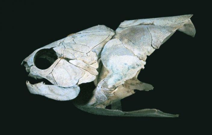 Gogo Fish | Western Australian Museum